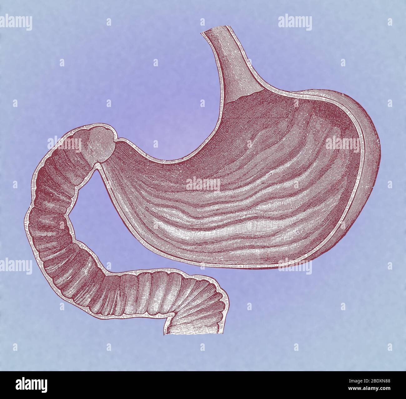 Common bile duct hi-res stock photography and images - Alamy