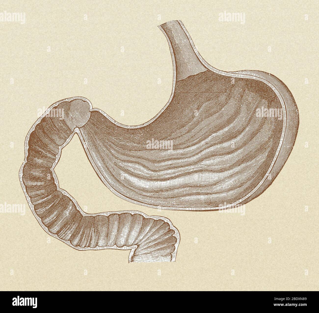 Common bile duct hi-res stock photography and images - Alamy