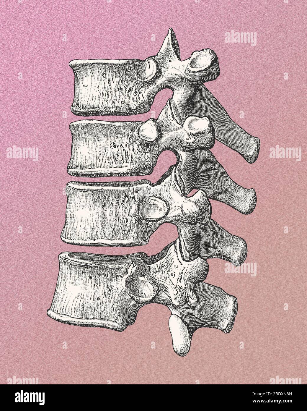 Thoracic vertebrae hi-res stock photography and images - Alamy