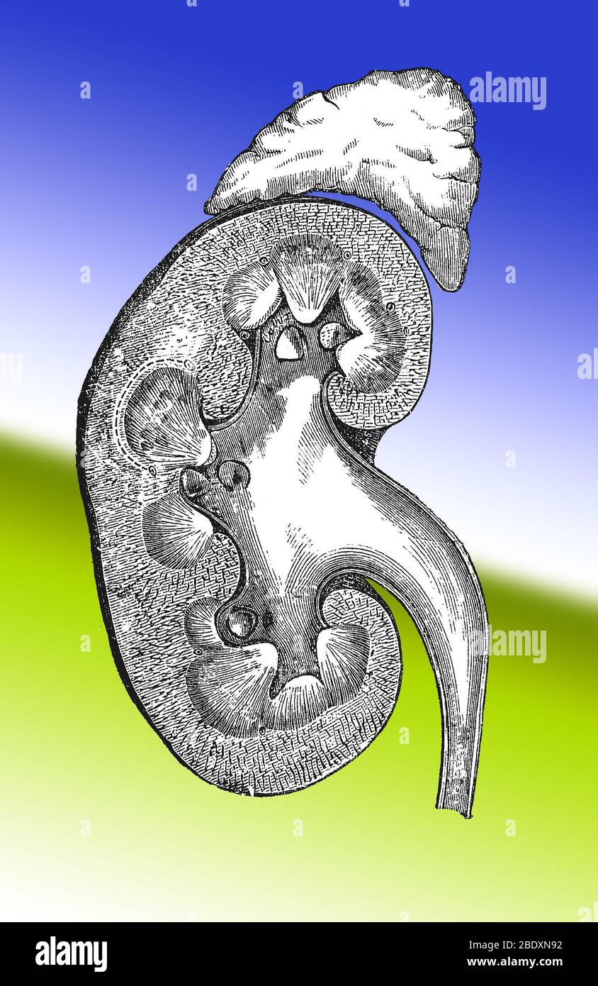 Human kidney cross section hi-res stock photography and images - Alamy