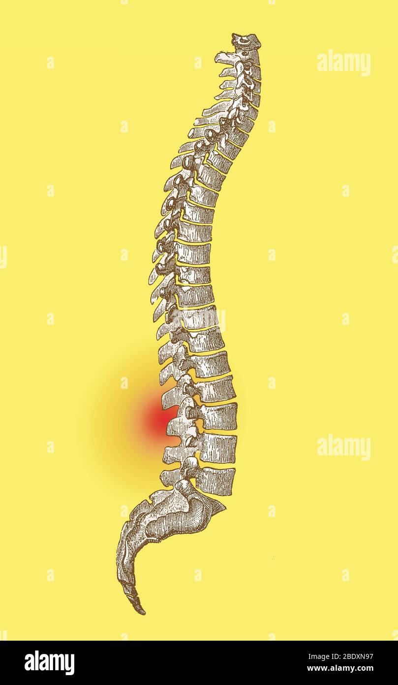 Lower body anatomy hi-res stock photography and images - Alamy
