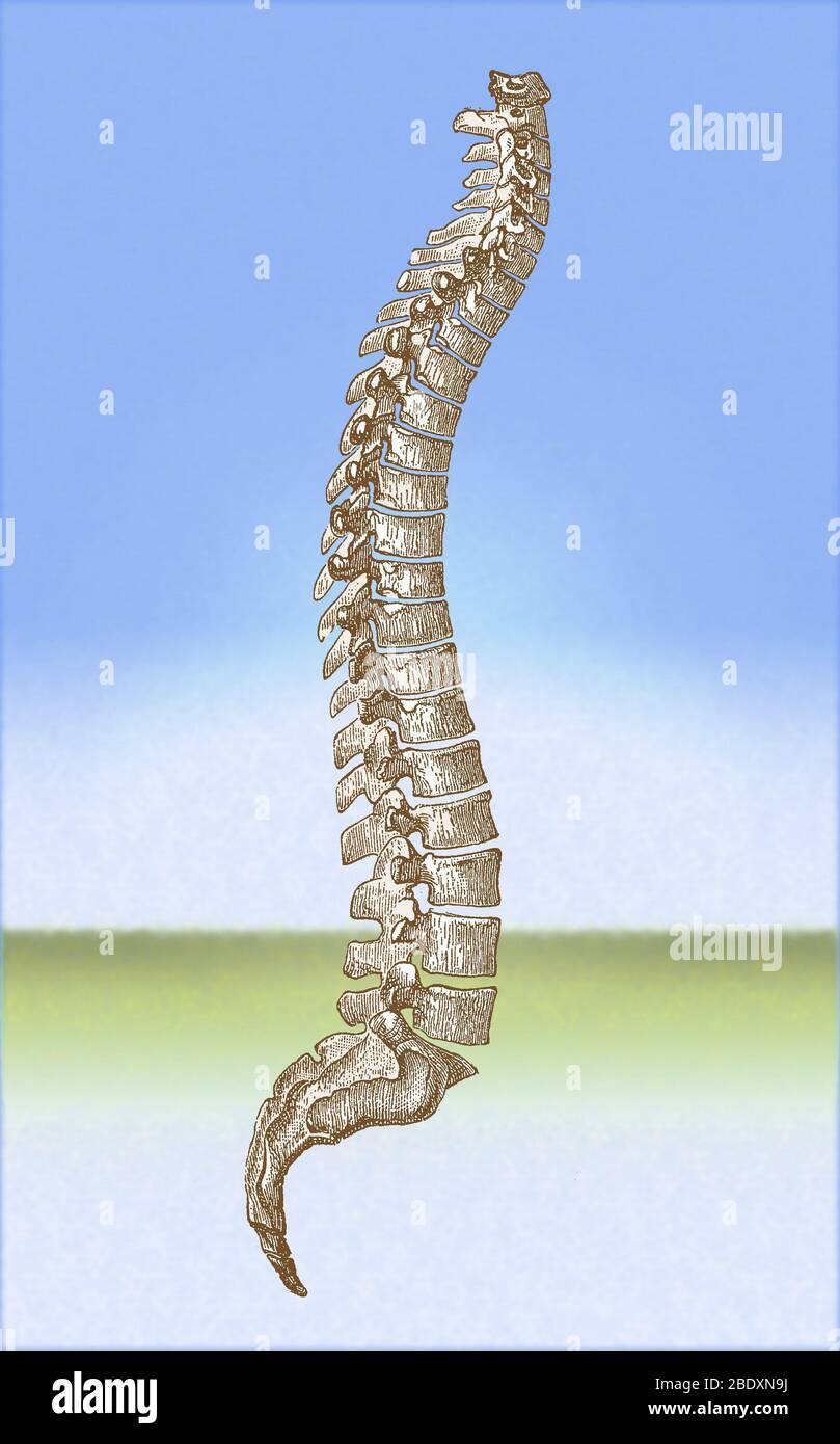 Spinal vertebral hi-res stock photography and images - Alamy