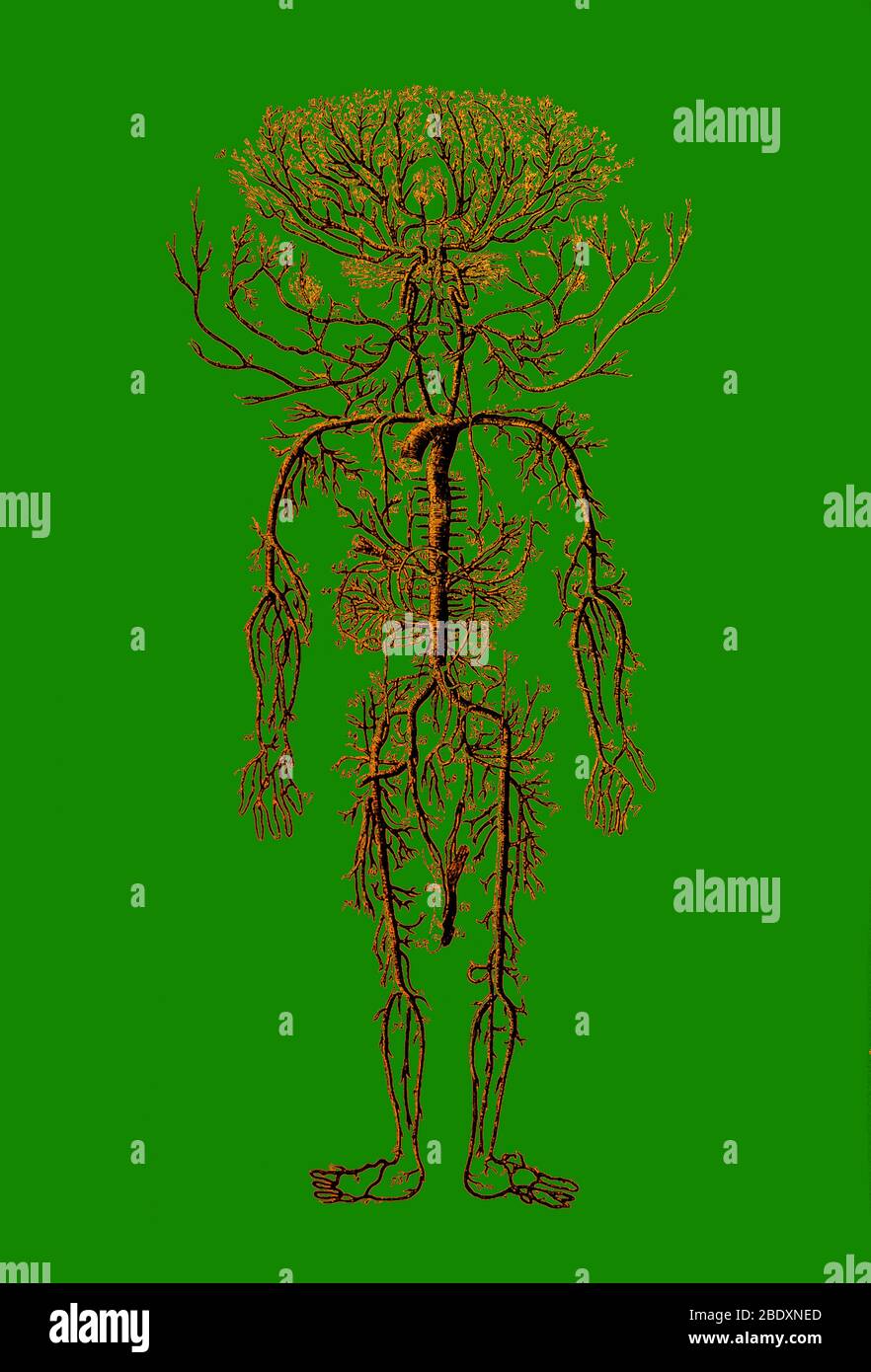 Arterial arterial hi-res stock photography and images - Alamy