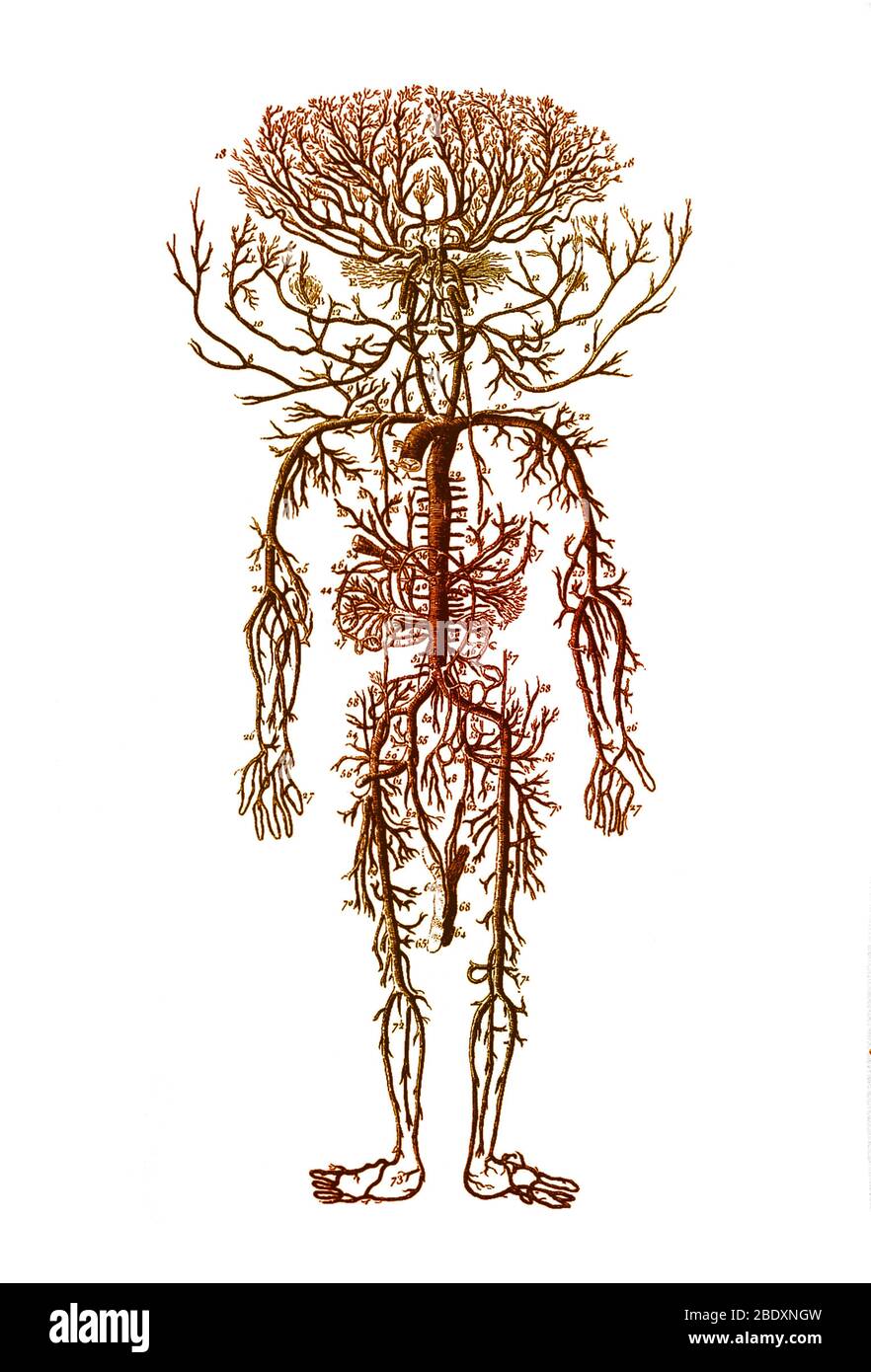 Arterial Tree, Illustration Stock Photo - Alamy