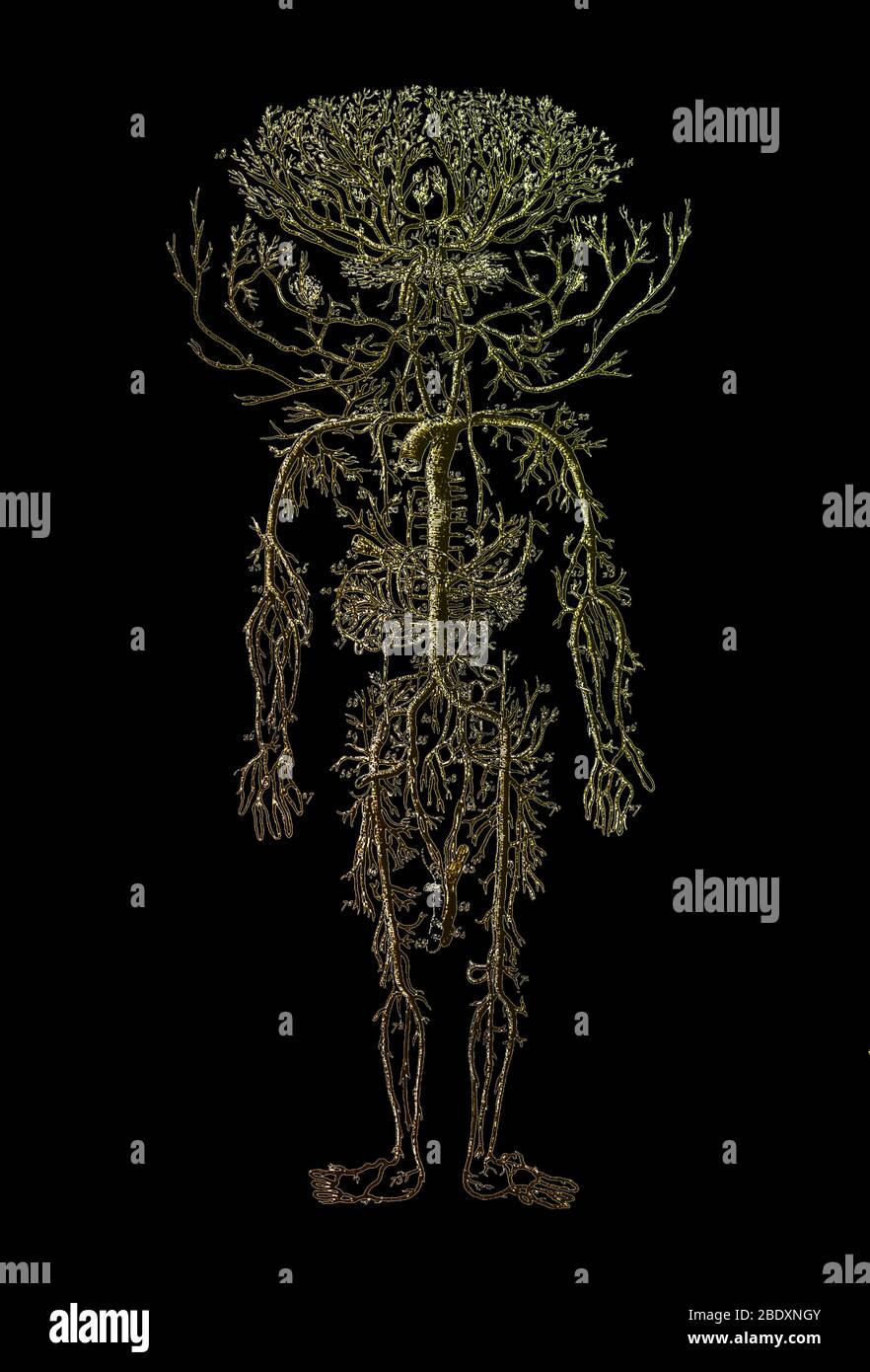 Arterial circulatory system hi-res stock photography and images - Alamy