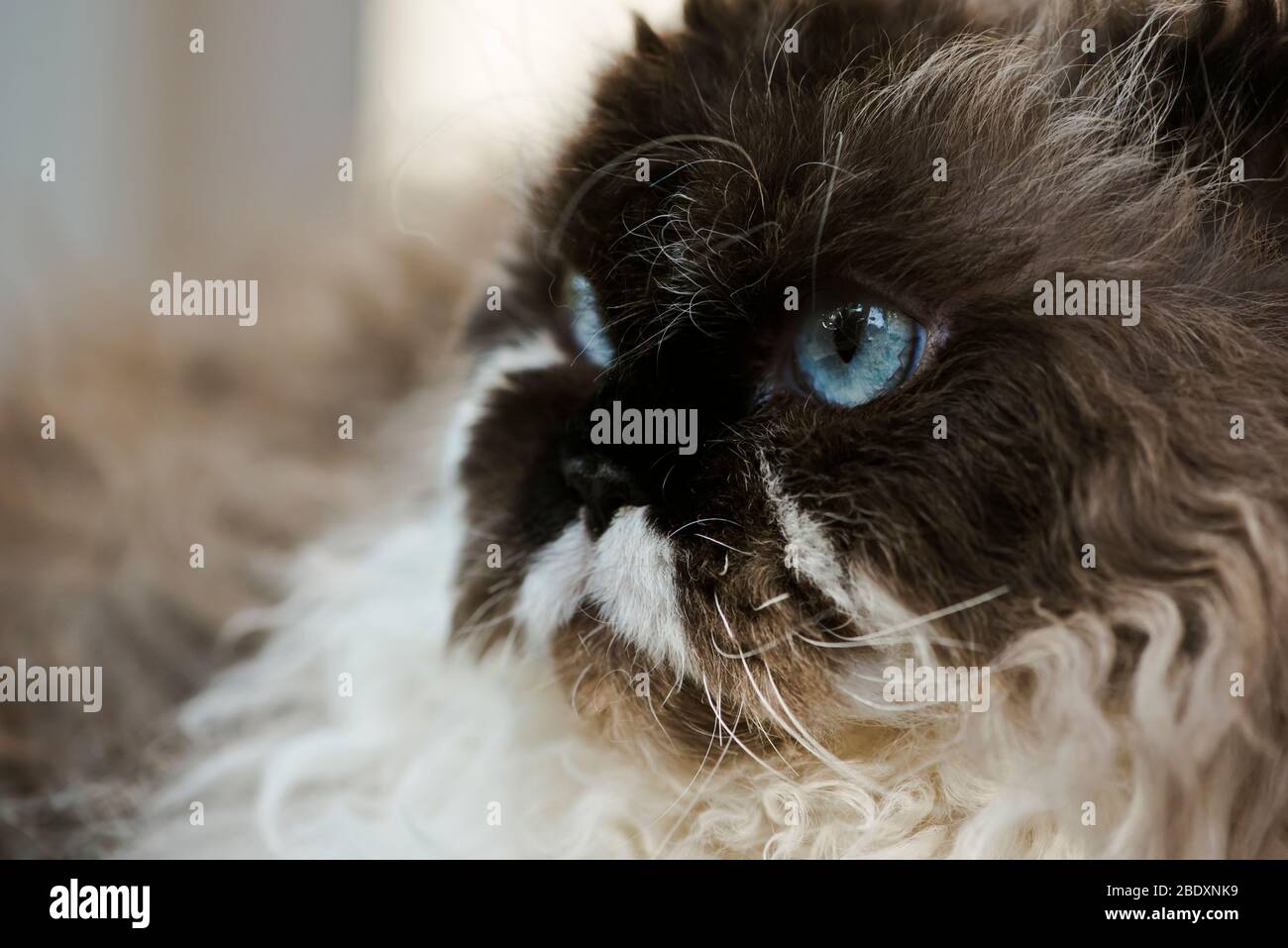 Selkirk rex long hair hi-res stock photography and images - Alamy