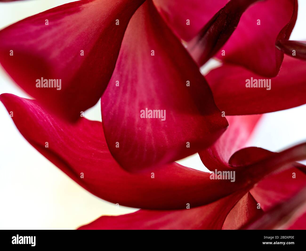 Red plumeria plumeria rubra hi-res stock photography and images - Alamy
