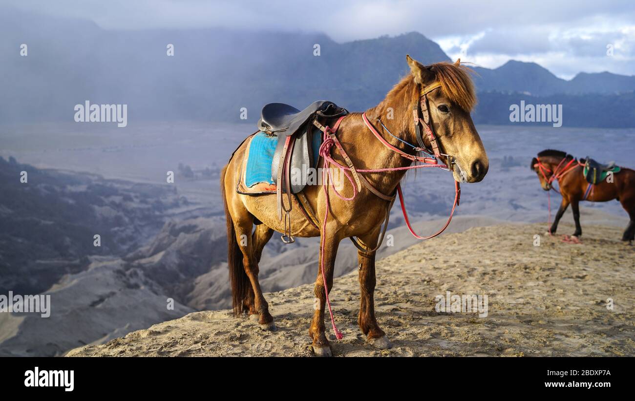 A single brown horse with a saddle is standing during the sunrise in ...