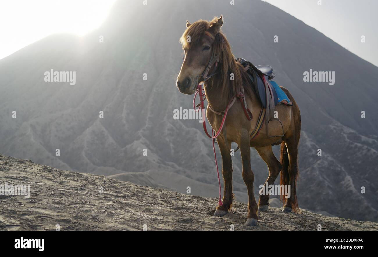 A single brown horse with a saddle is standing during the sunrise in ...