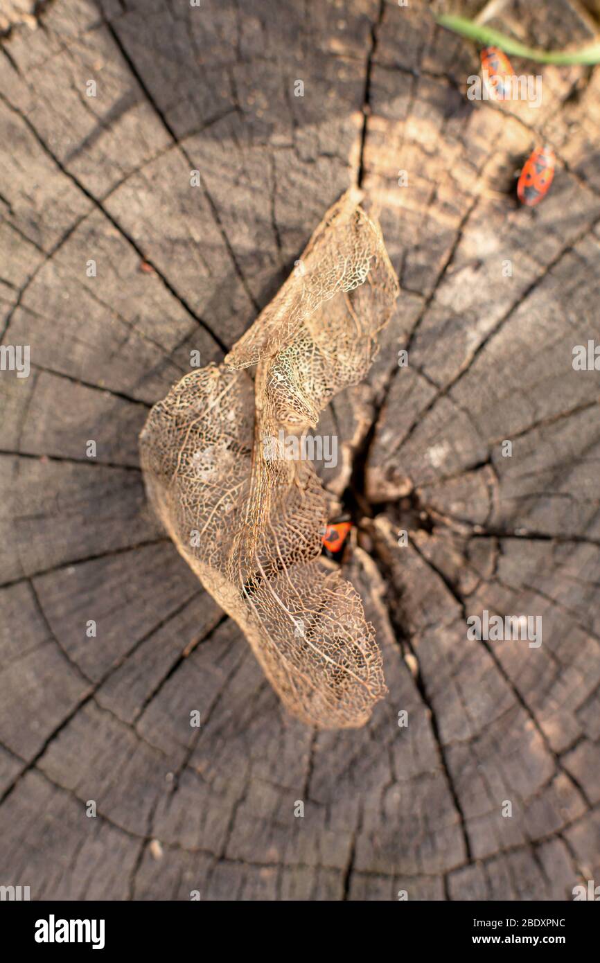 Skeleton leaf beetle hi-res stock photography and images - Alamy