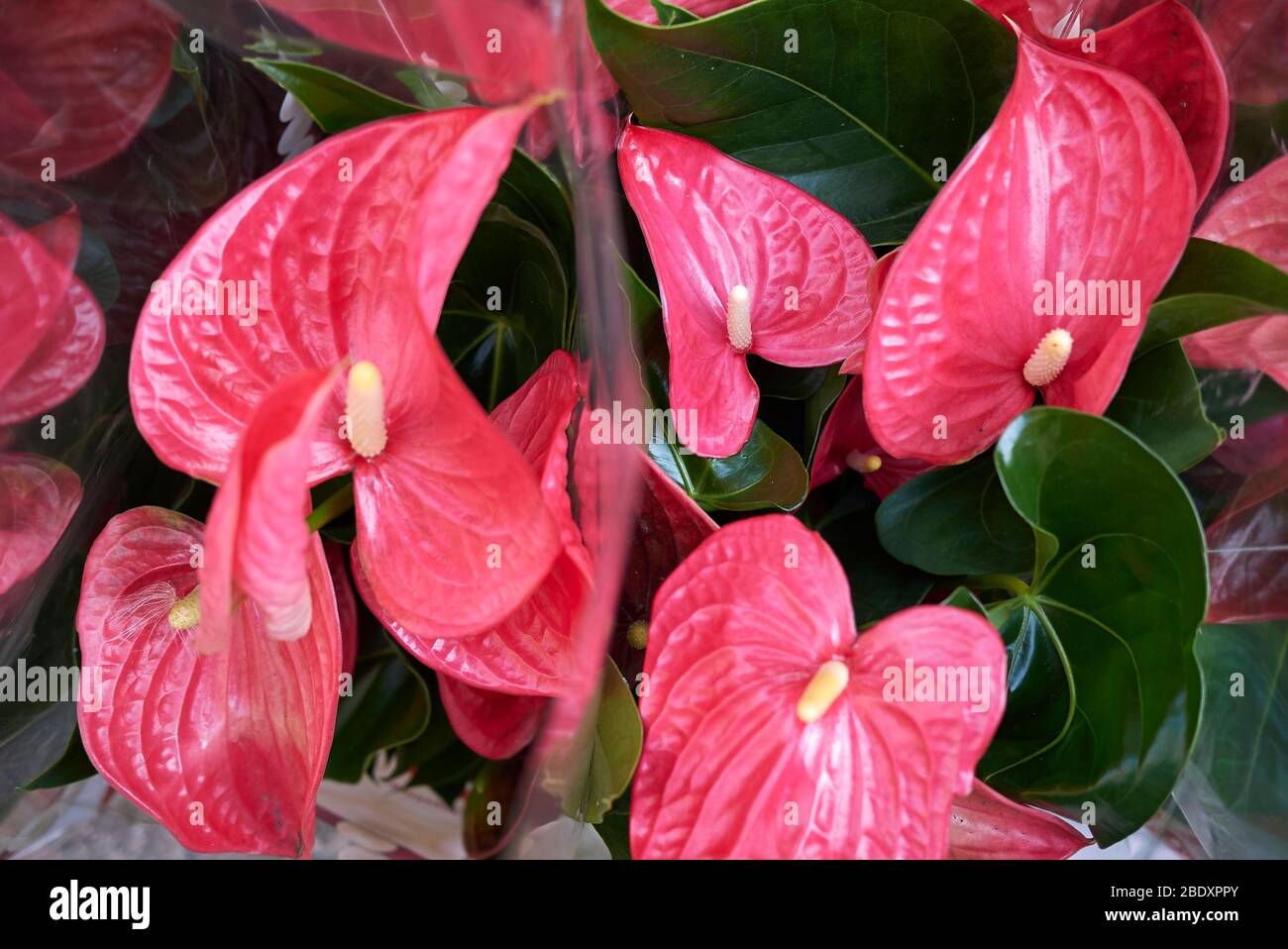 Anthurium plant with dark pink inflorescence Stock Photo - Alamy