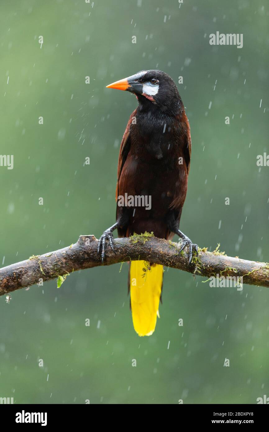 Montezuma oropendola hi-res stock photography and images - Alamy