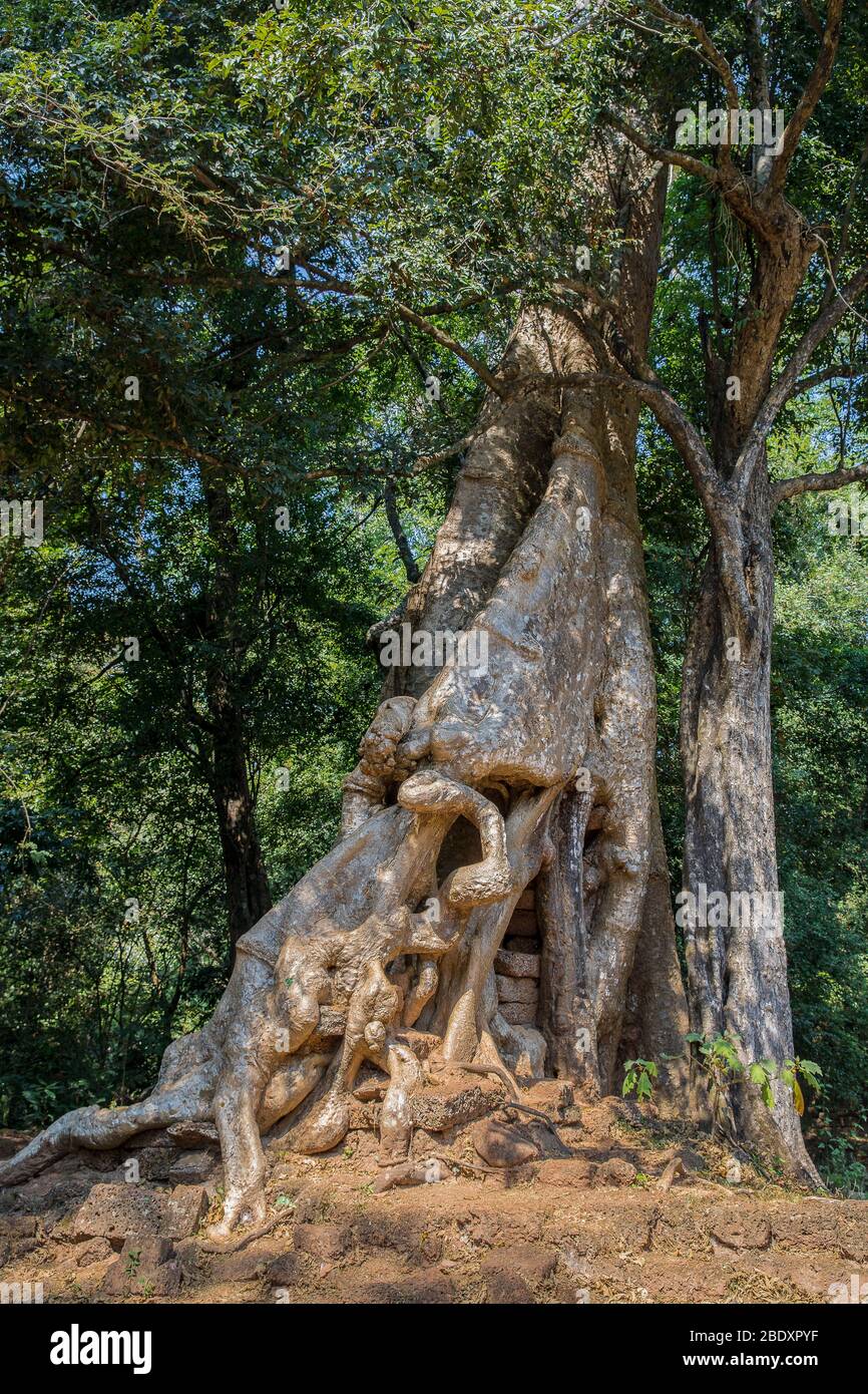 Cambodia jungle tree roots hi-res stock photography and images - Alamy