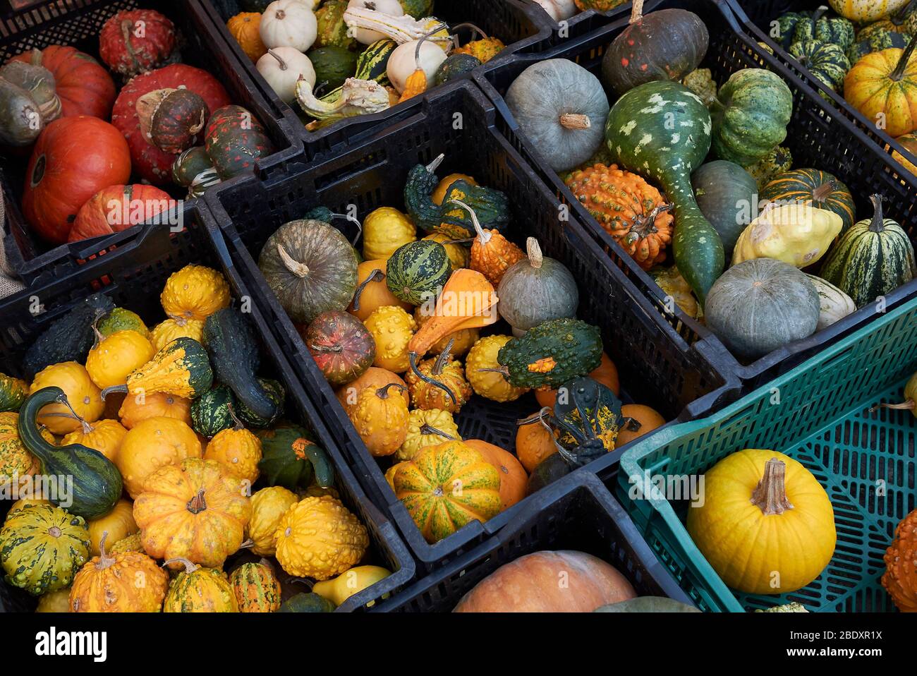 Colorful ornamental squash in boxes Stock Photo - Alamy