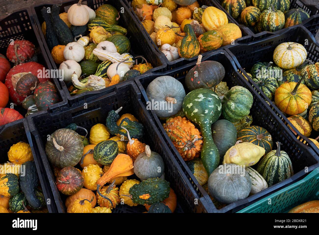 Colorful ornamental squash in boxes Stock Photo - Alamy