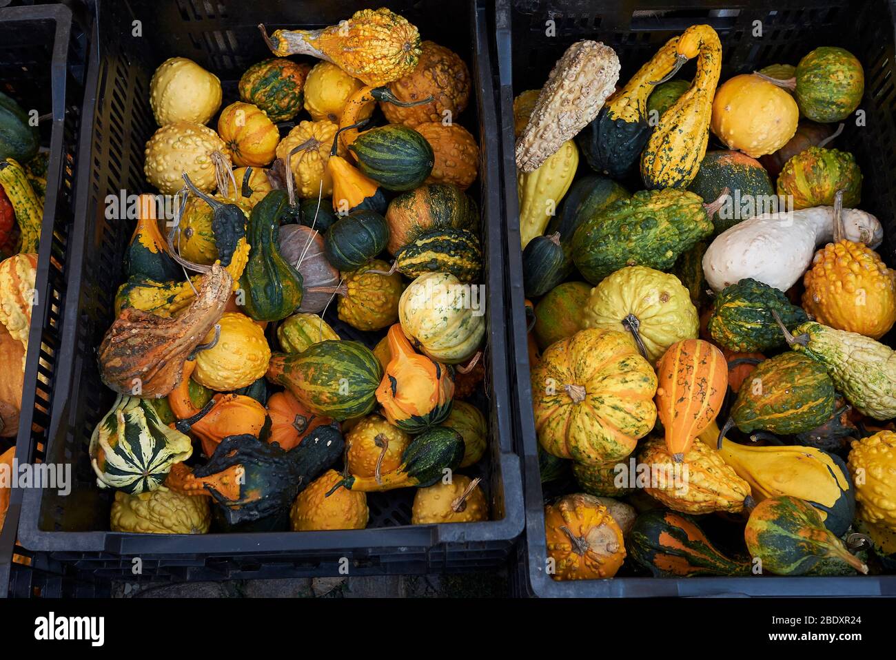 Ornamental squash hi-res stock photography and images - Alamy