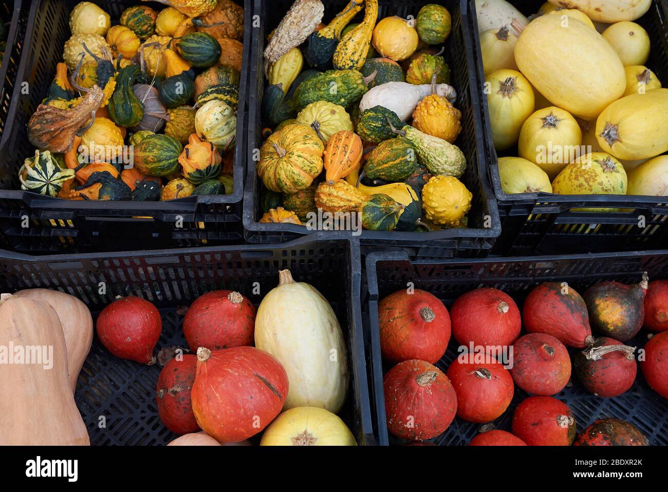 Ornamental squash hi-res stock photography and images - Alamy Ornamental squash hi-res stock photography and images - Alamy