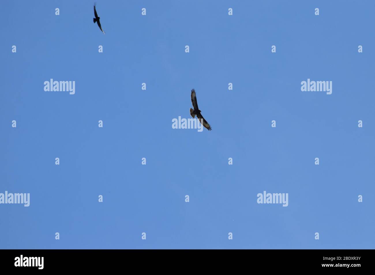 birds of prey in an airborne fight Stock Photo - Alamy