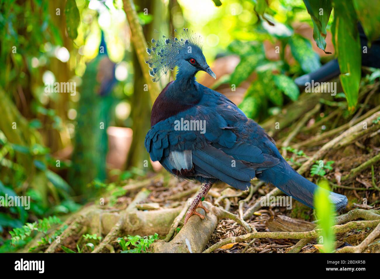 Unusual crowned dove in a green park cleans feathers. Beauty of nature ...