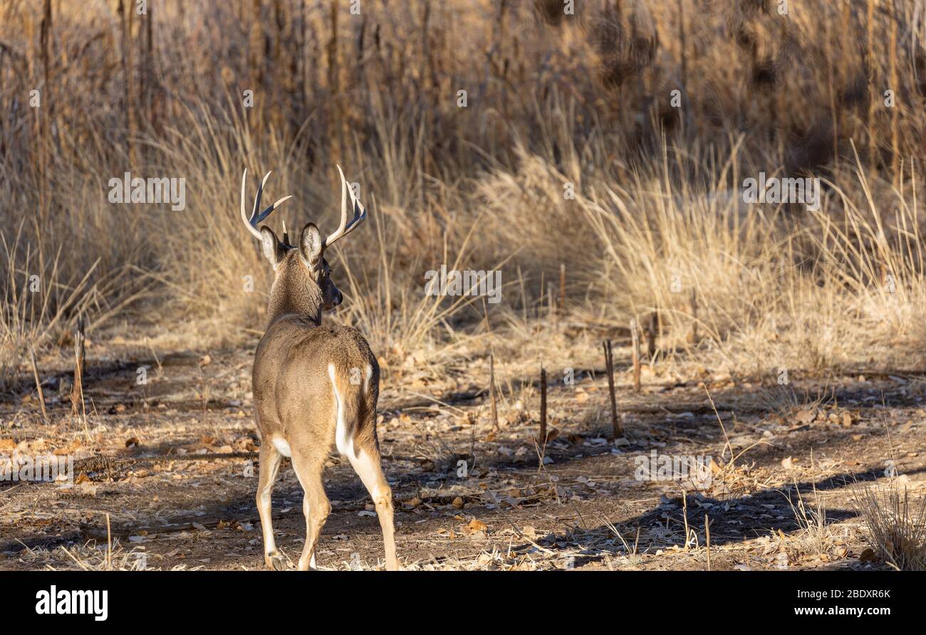 Whitetail Deer Buck in the Fall rut Stock Photo - Alamy