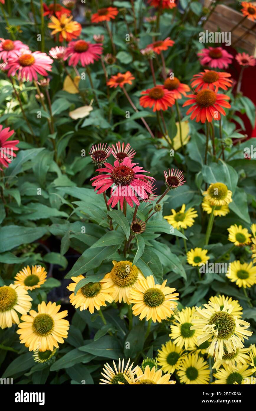 Echinacea purpurea colorful flowers Stock Photo - Alamy