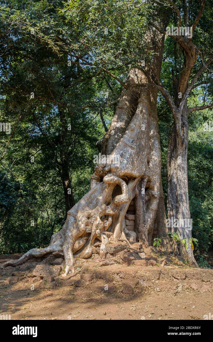 Banyan Tree and ruins of Baphuon temple Angkor Thom, Siem Reap ...