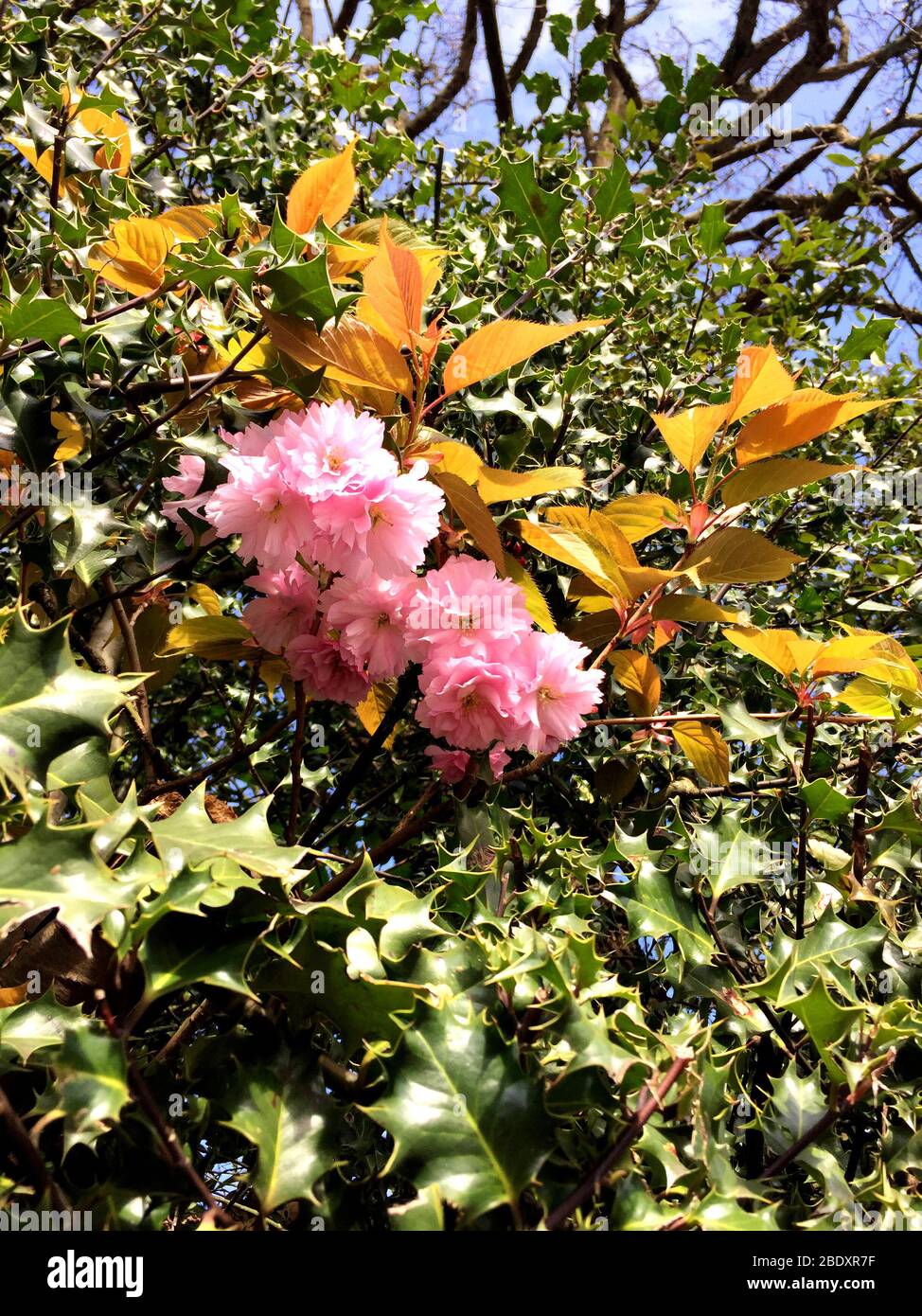 Carnation trees hi-res stock photography and images - Alamy
