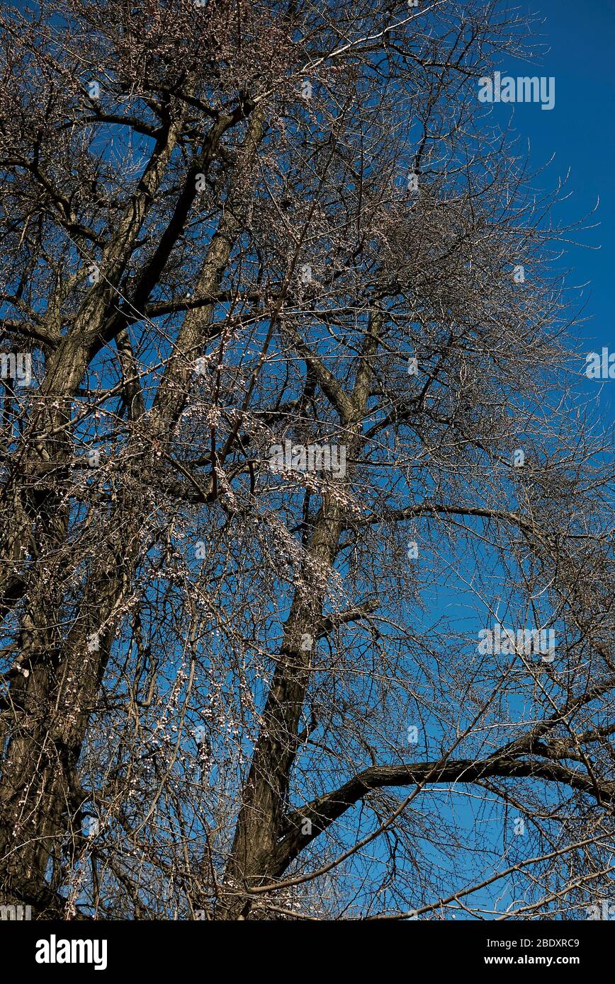 Ginkgo biloba tree in winter Stock Photo - Alamy