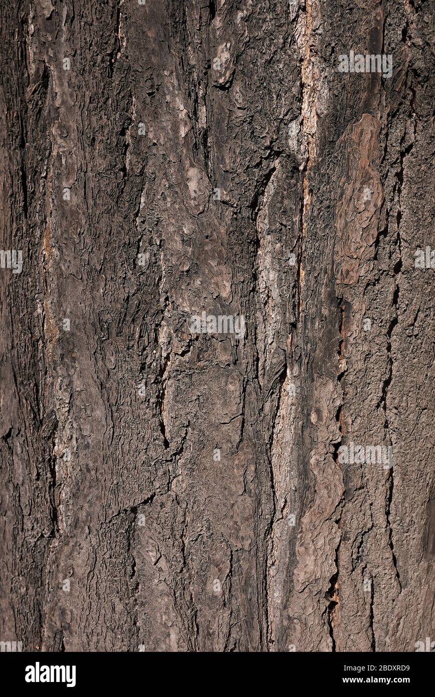Ginkgo biloba bark close up Stock Photo - Alamy