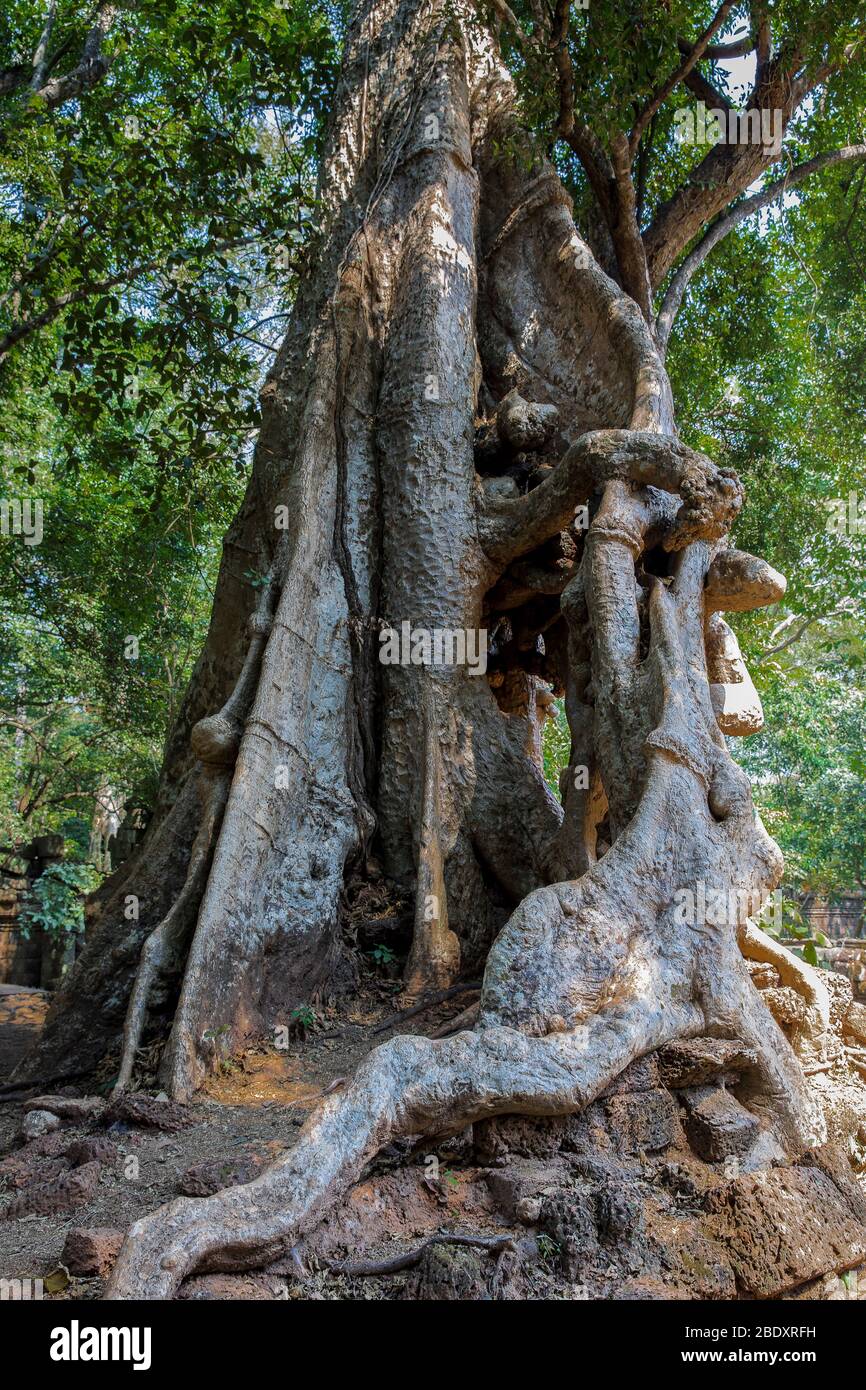 Banyan Tree and ruins of Baphuon temple Angkor Thom, Siem Reap ...