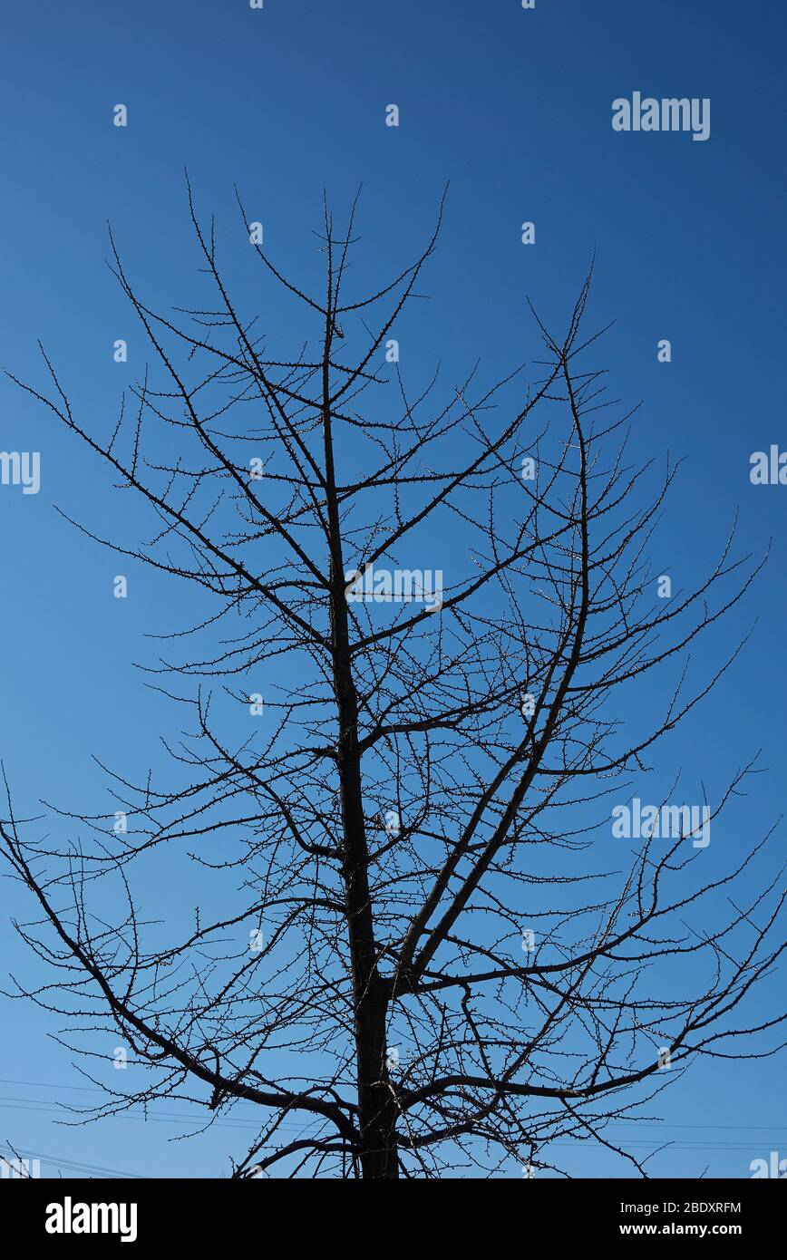 Ginkgo biloba tree in winter Stock Photo - Alamy