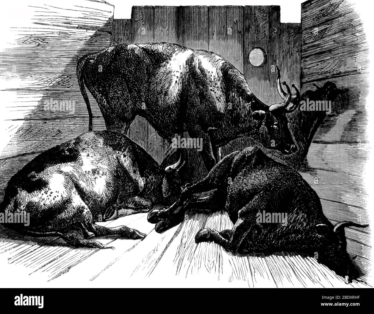 Rinderpest cattle Cut Out Stock Images & Pictures - Alamy