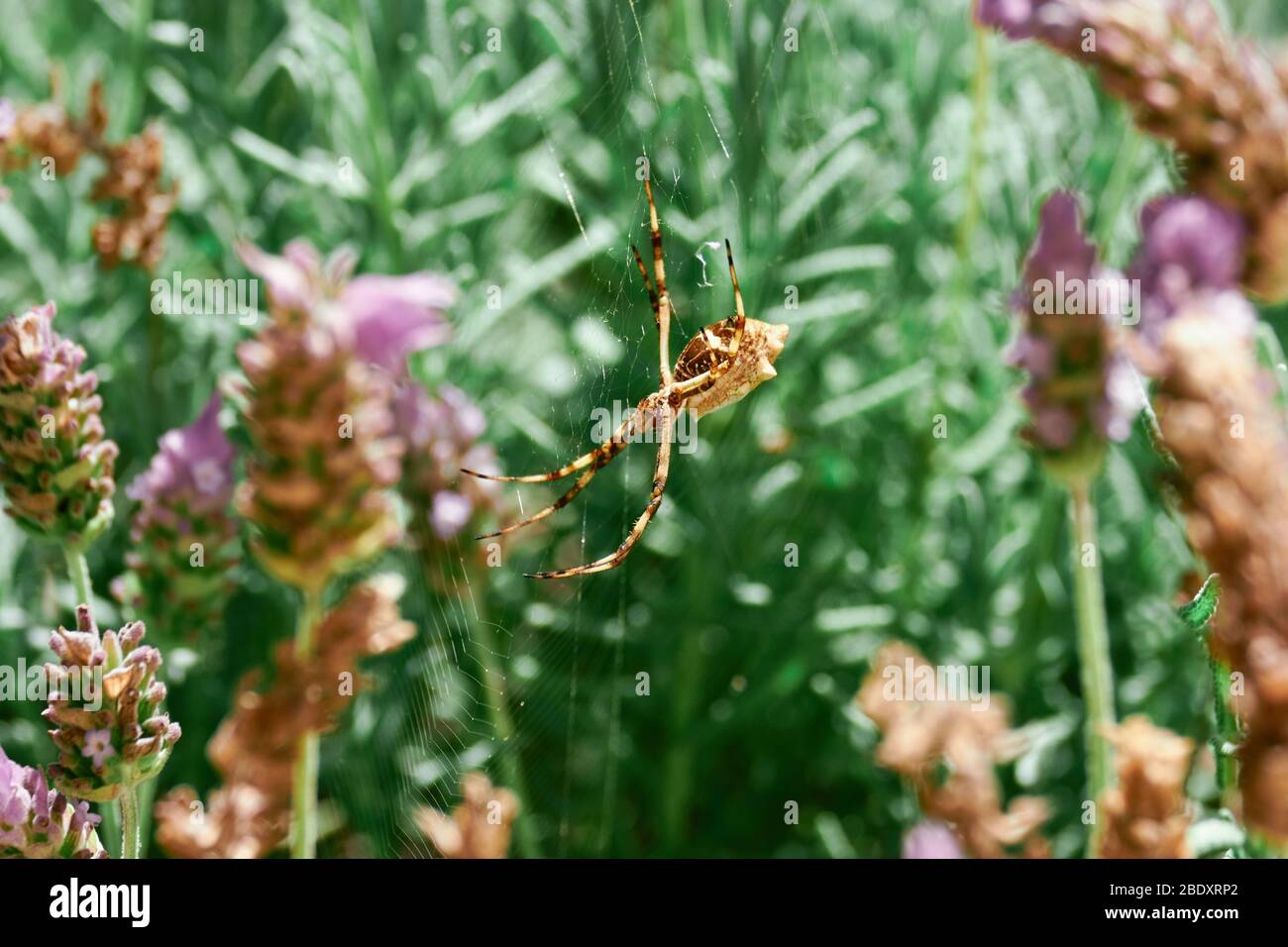 Silver Spider at Garden in Macro close-up with light background against ...