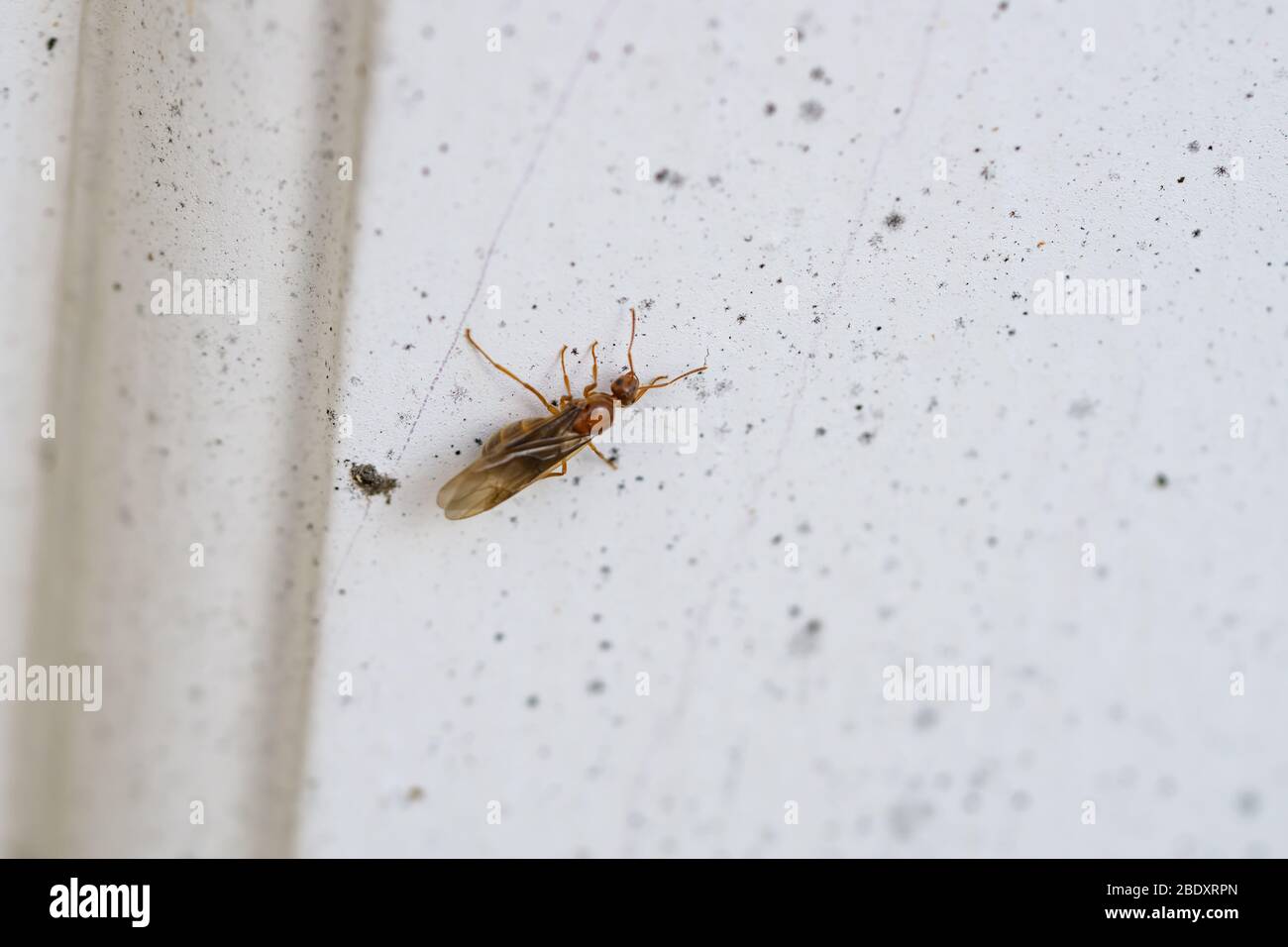 Small Honey Ant in Springtime Stock Photo - Alamy