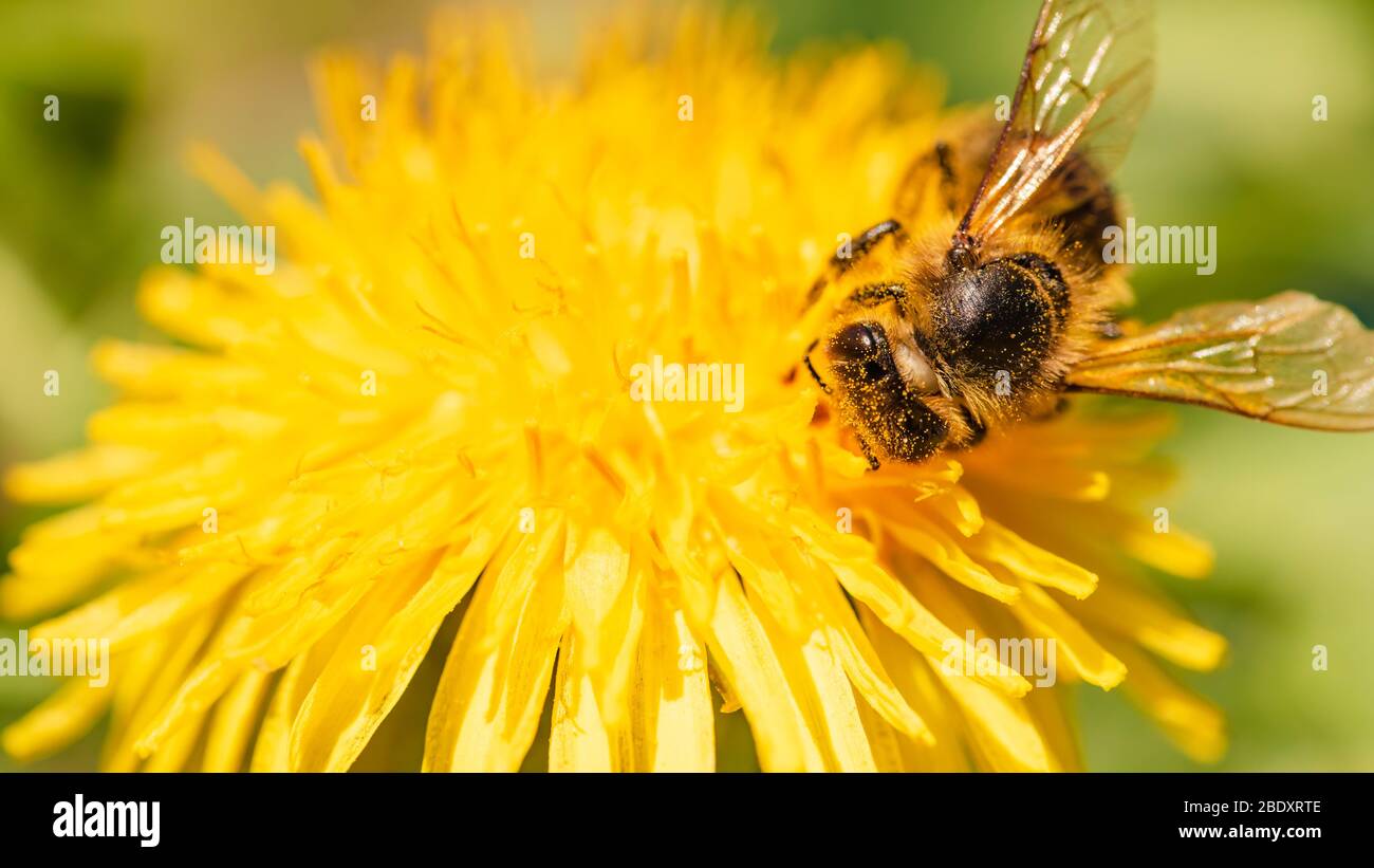 Honey bee collecting nectar from dandelion flower in the spring time ...