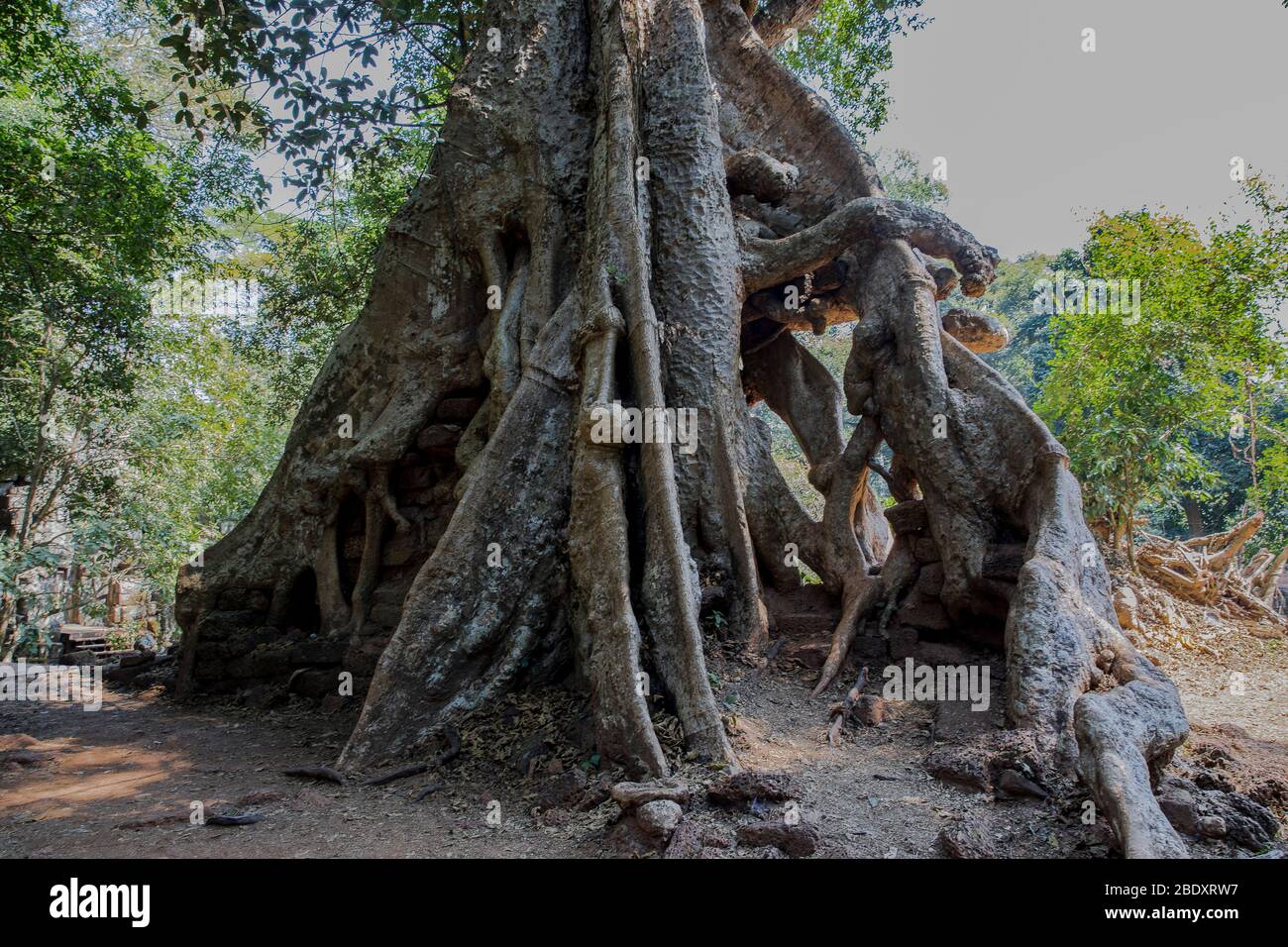 Banyan Tree and ruins of Baphuon temple Angkor Thom, Siem Reap ...