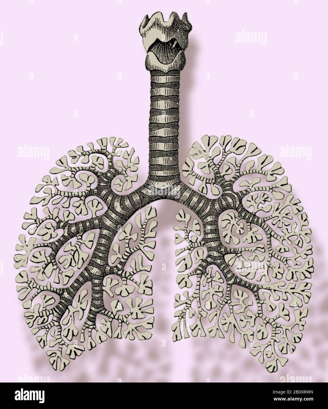 Trachea, Bronchioles, and Alveoli Stock Photo - Alamy