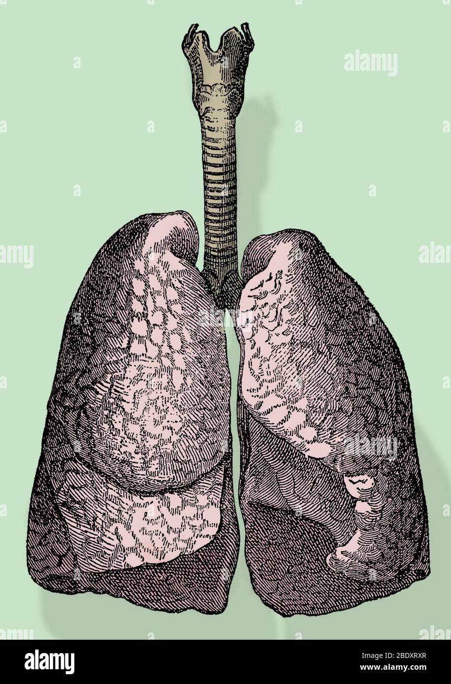 Human chest anatomy hi-res stock photography and images - Alamy