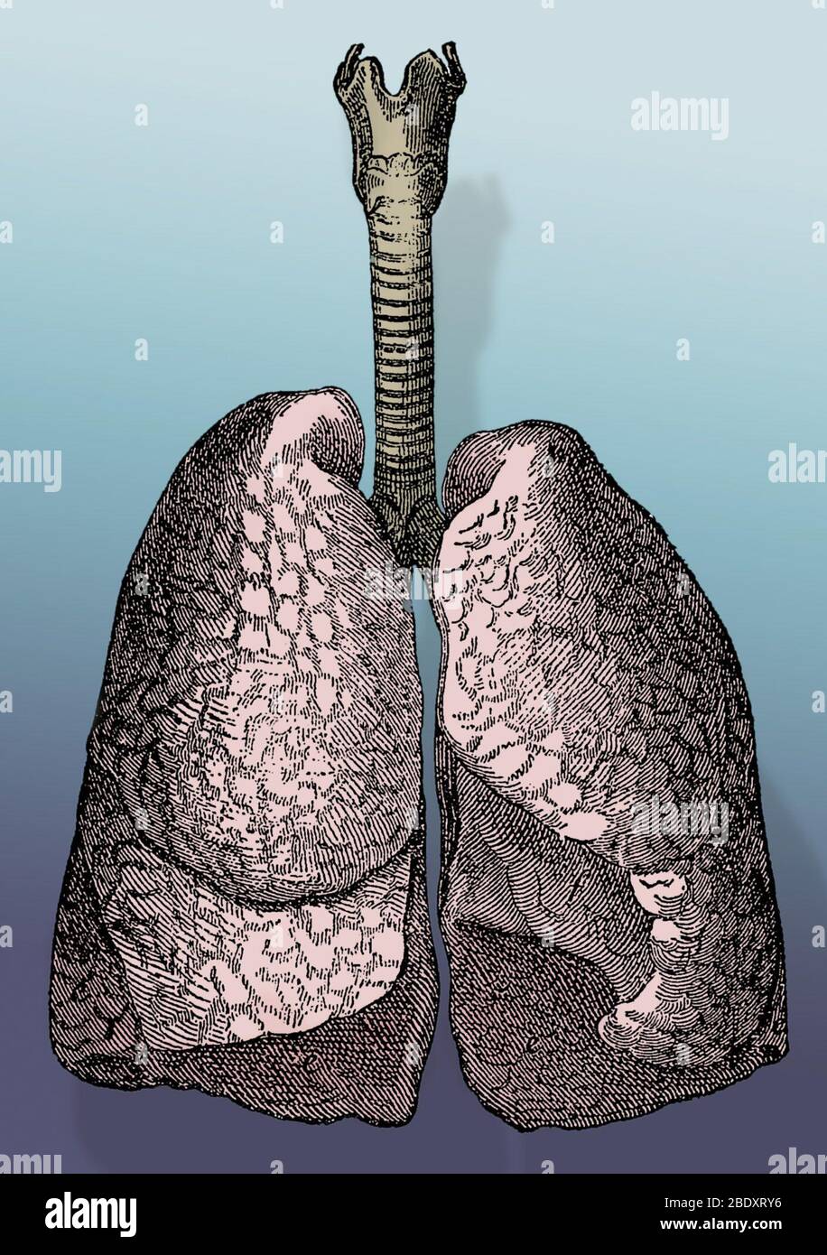 Human chest anatomy hi-res stock photography and images - Alamy