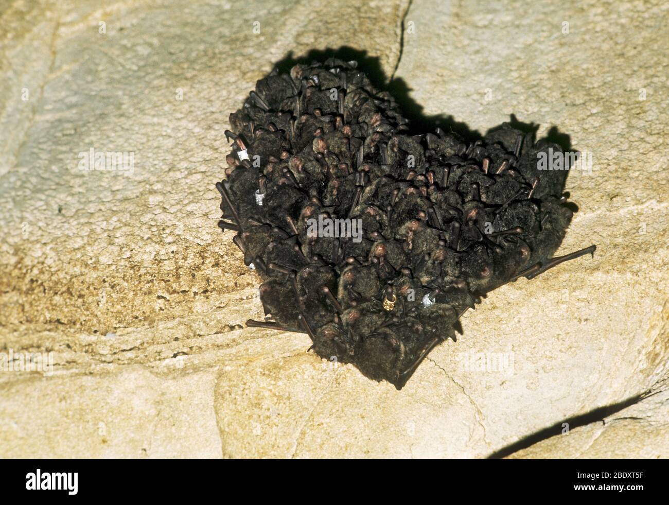 Bat bats hi-res stock photography and images - Alamy