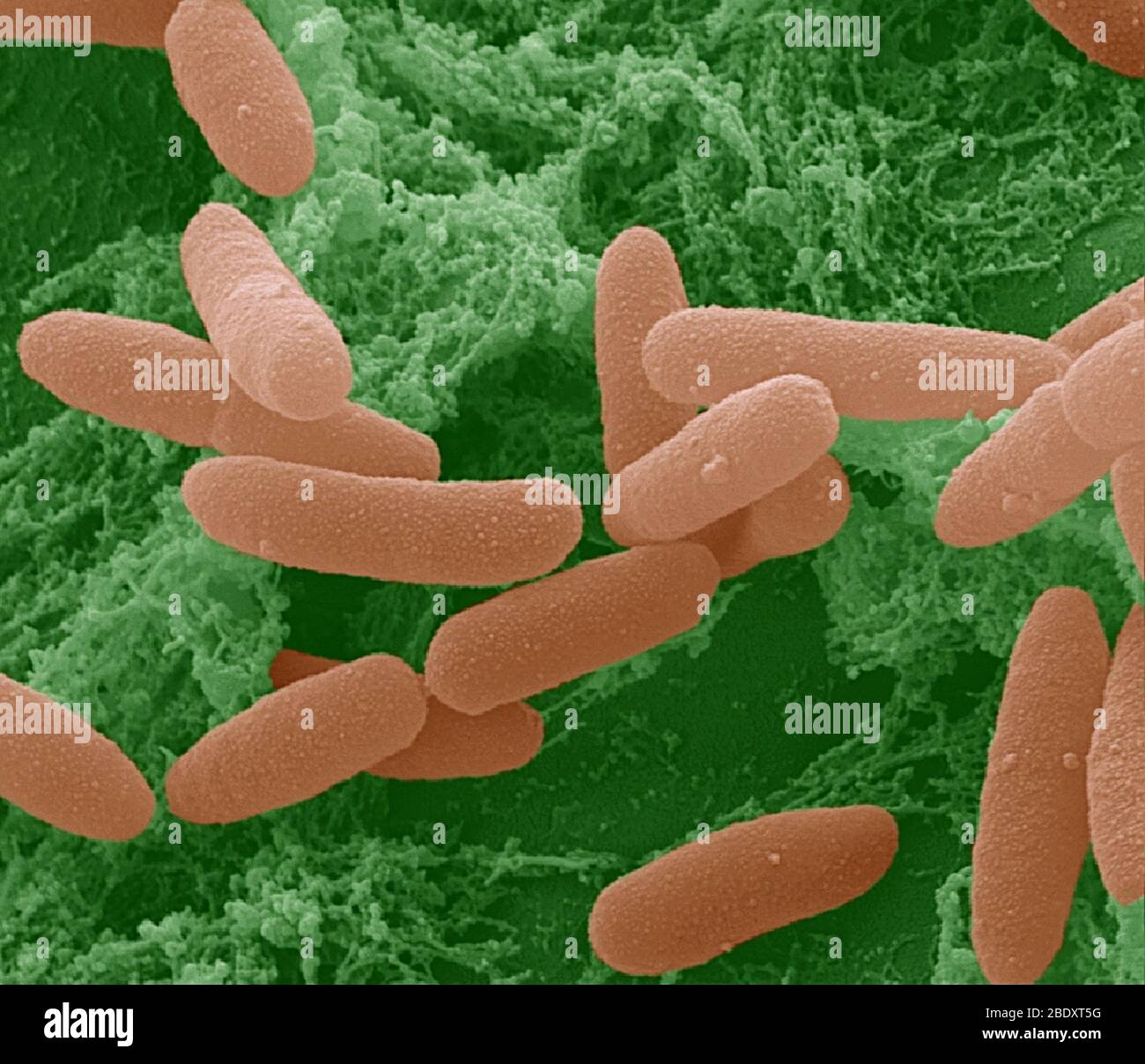 Bacteria sem e. coli hi-res stock photography and images - Alamy