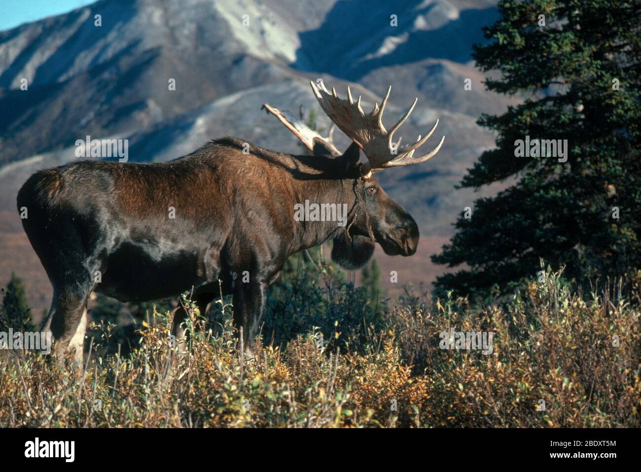 Bull life hi-res stock photography and images - Alamy