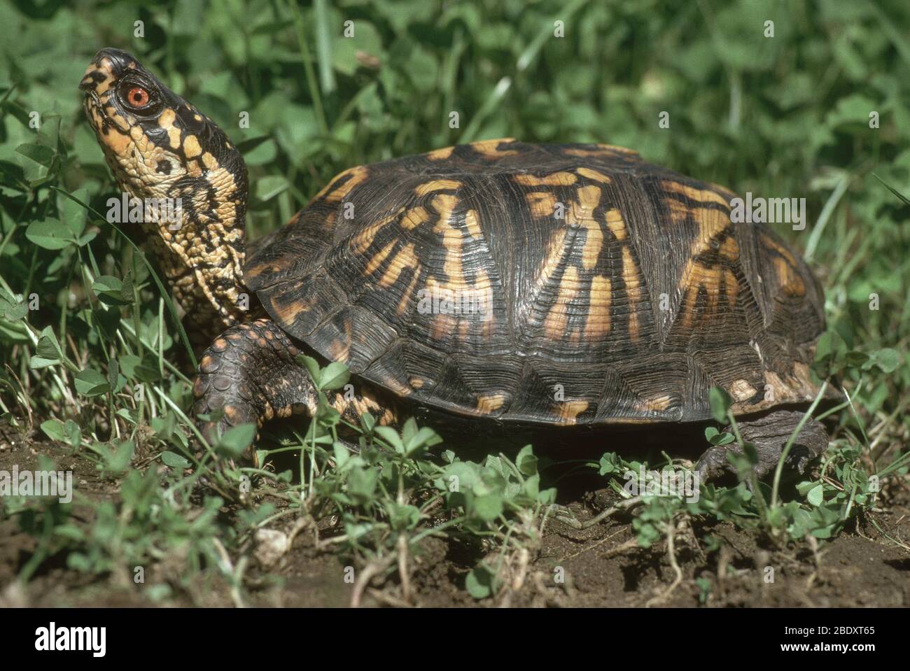 Male box turtle hi-res stock photography and images - Alamy