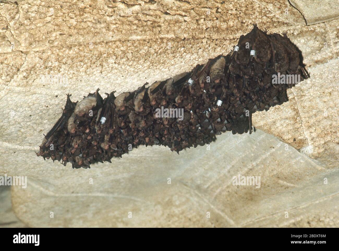 Indiana bats in cave hi-res stock photography and images - Alamy