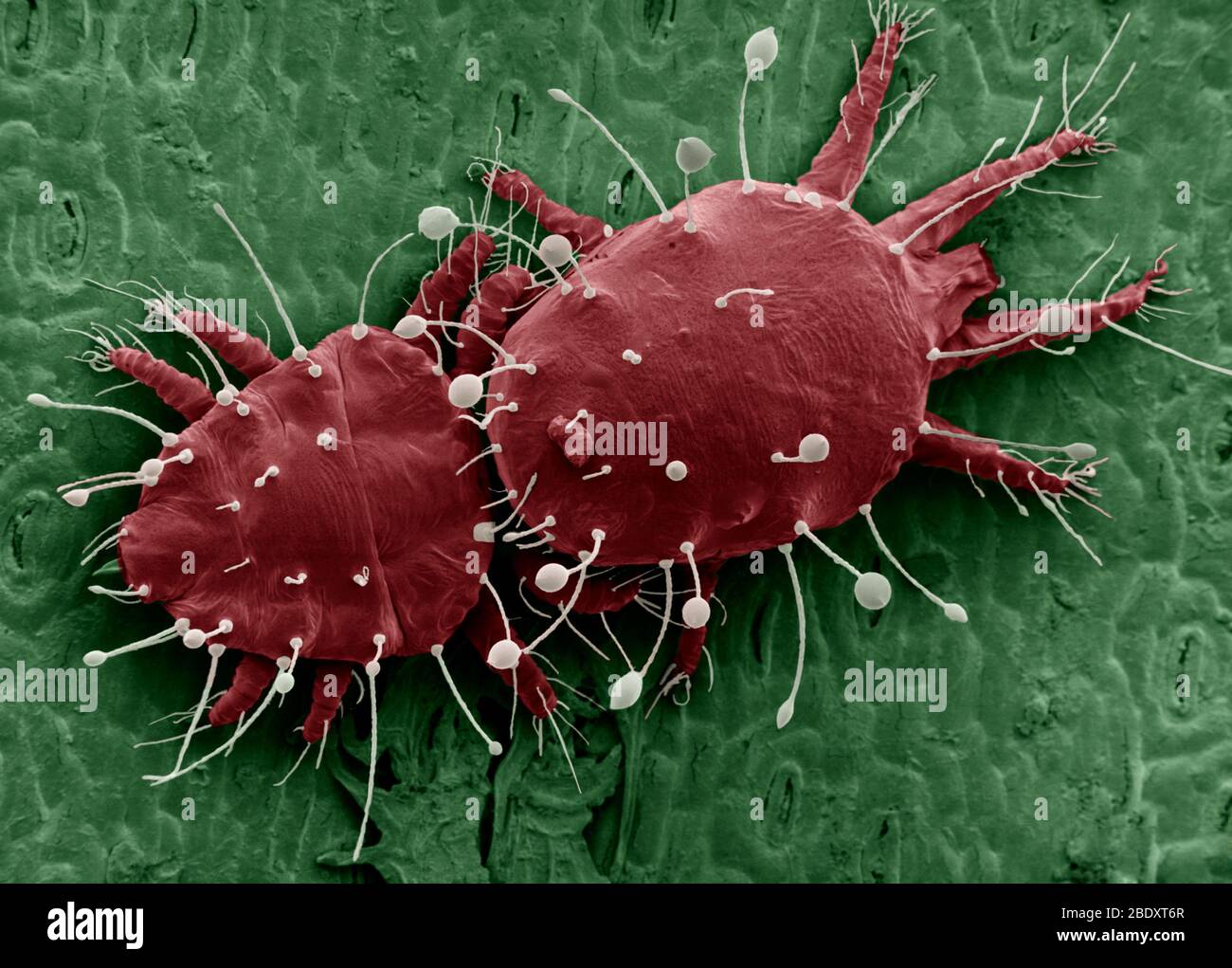 Red Palm Mites, SEM Stock Photo - Alamy