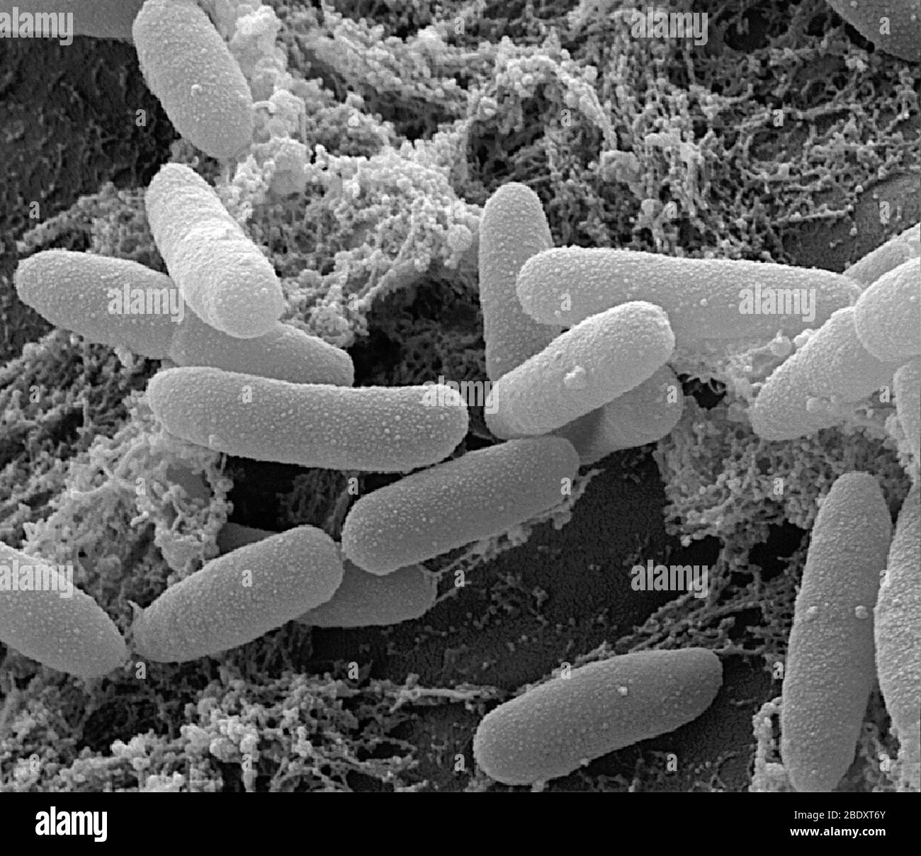 E coli bacteria sem Black and White Stock Photos & Images - Alamy E coli bacteria sem Black and White Stock Photos & Images - Alamy