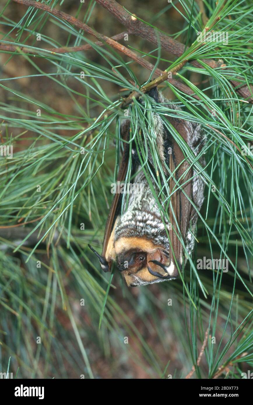 Hanging bat hi-res stock photography and images - Alamy
