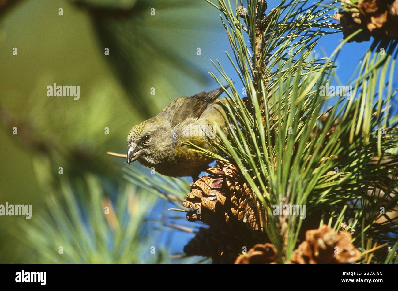 Red Crossbill eating cone seeds Stock Photo - Alamy