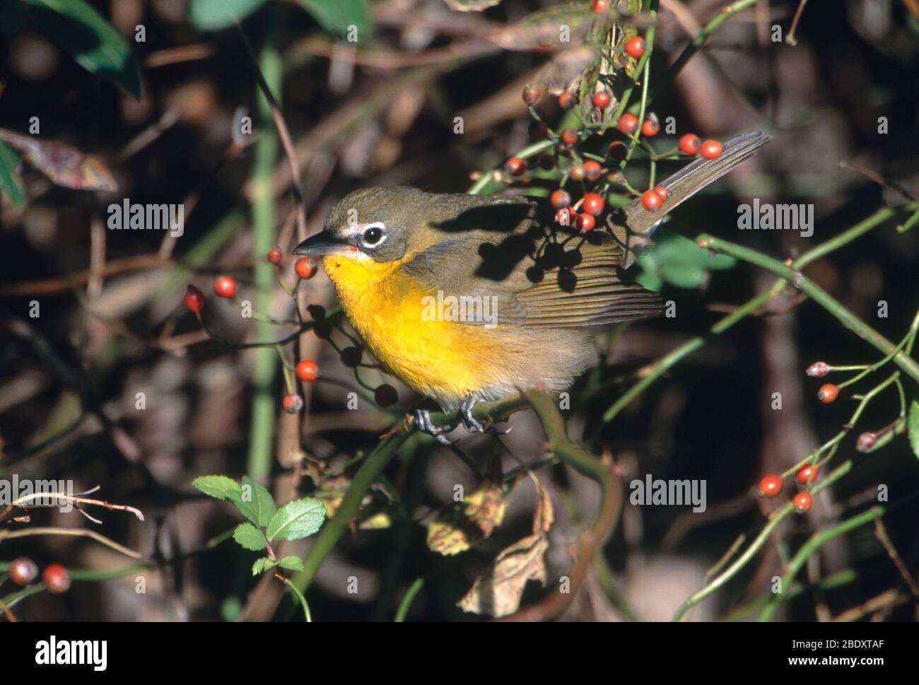 Yellow breasted bird hi-res stock photography and images - Alamy