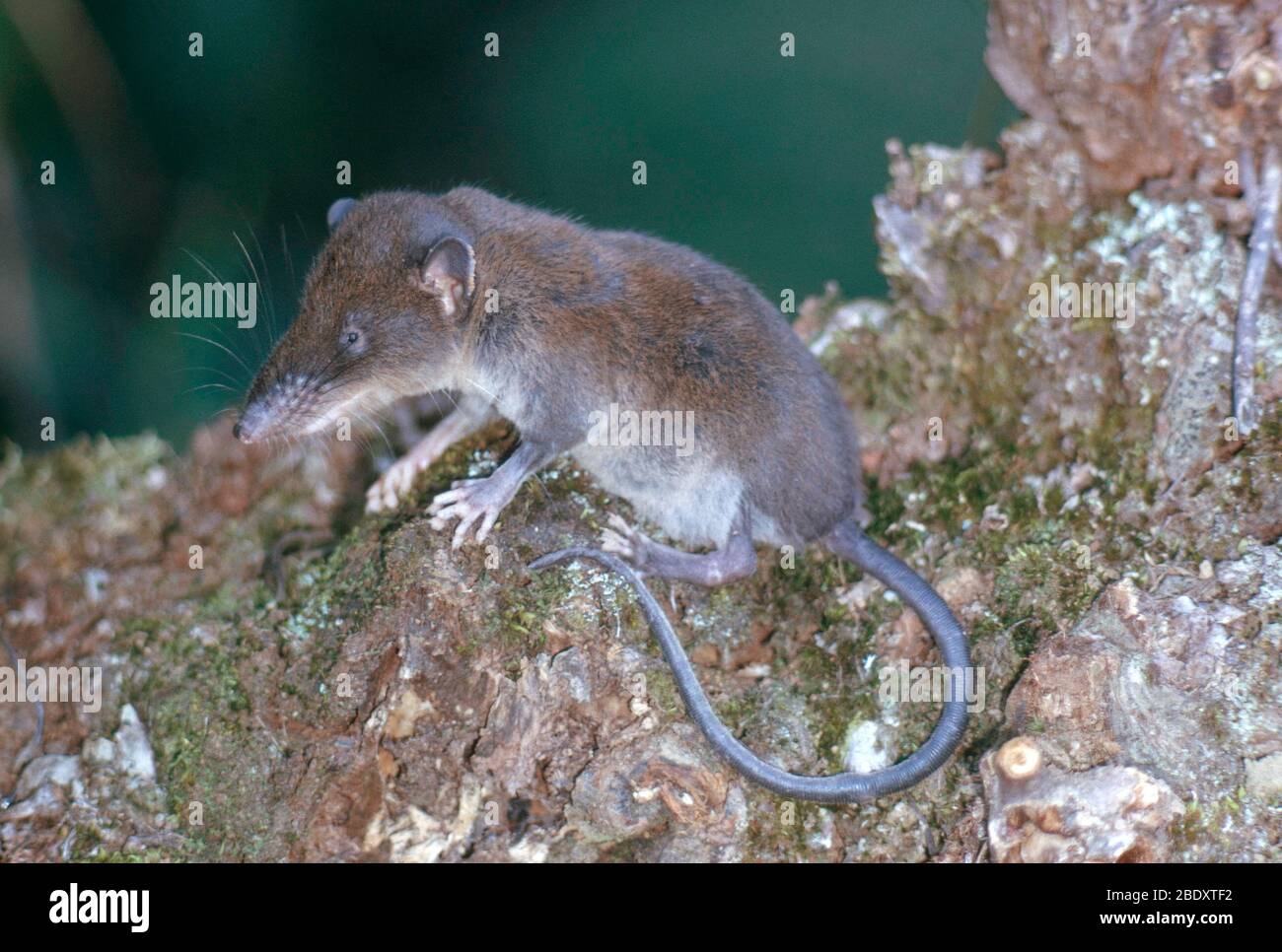 Soricomorpha hi-res stock photography and images - Alamy
